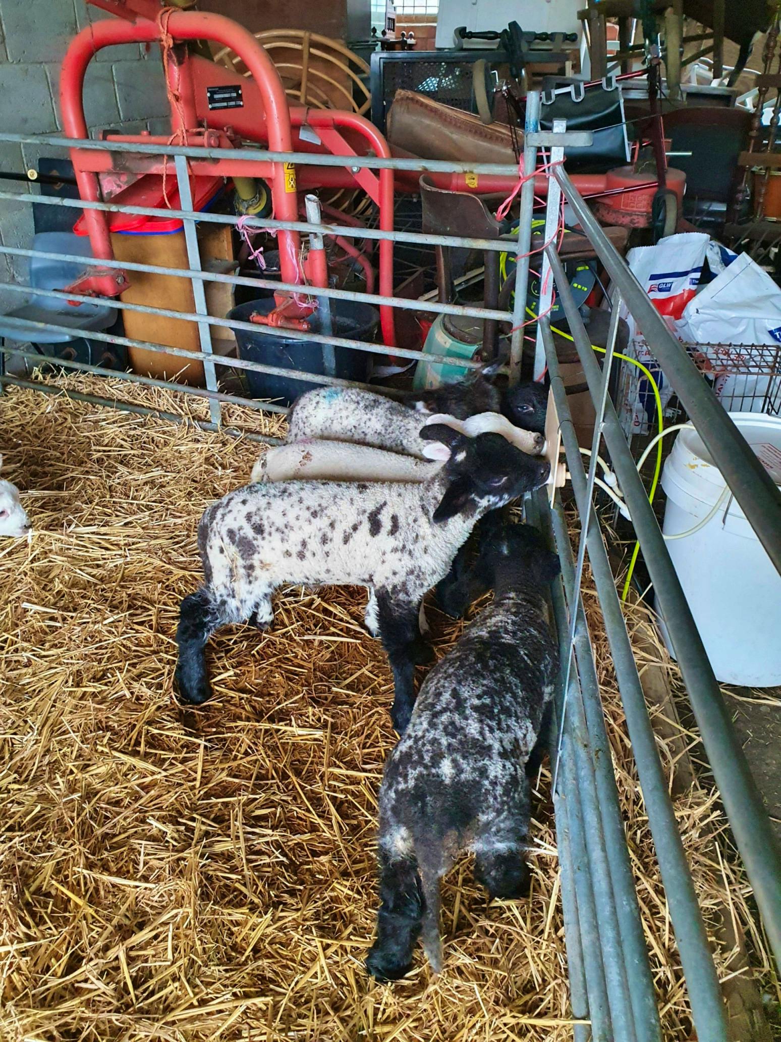 6 North of England Mule, Texel, Suffolk Cross Store Lambs ...