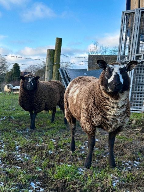 20 Dutch Spotted, Texel, Jacob Cross Breeding, Store Lambs, Gimmers ...