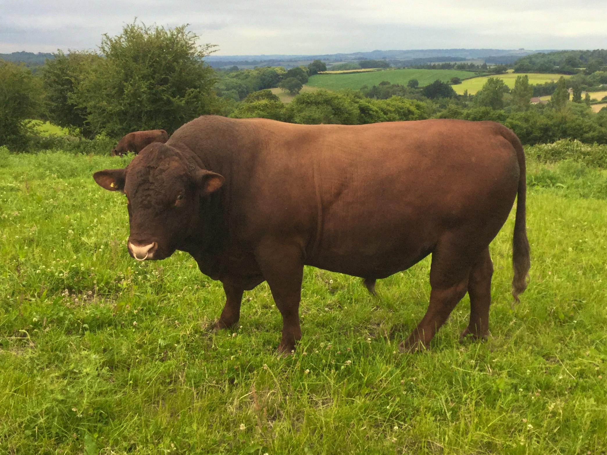 1 Pedigree Devon Red Breeding Bull | SellMyLivestock - The Online ...