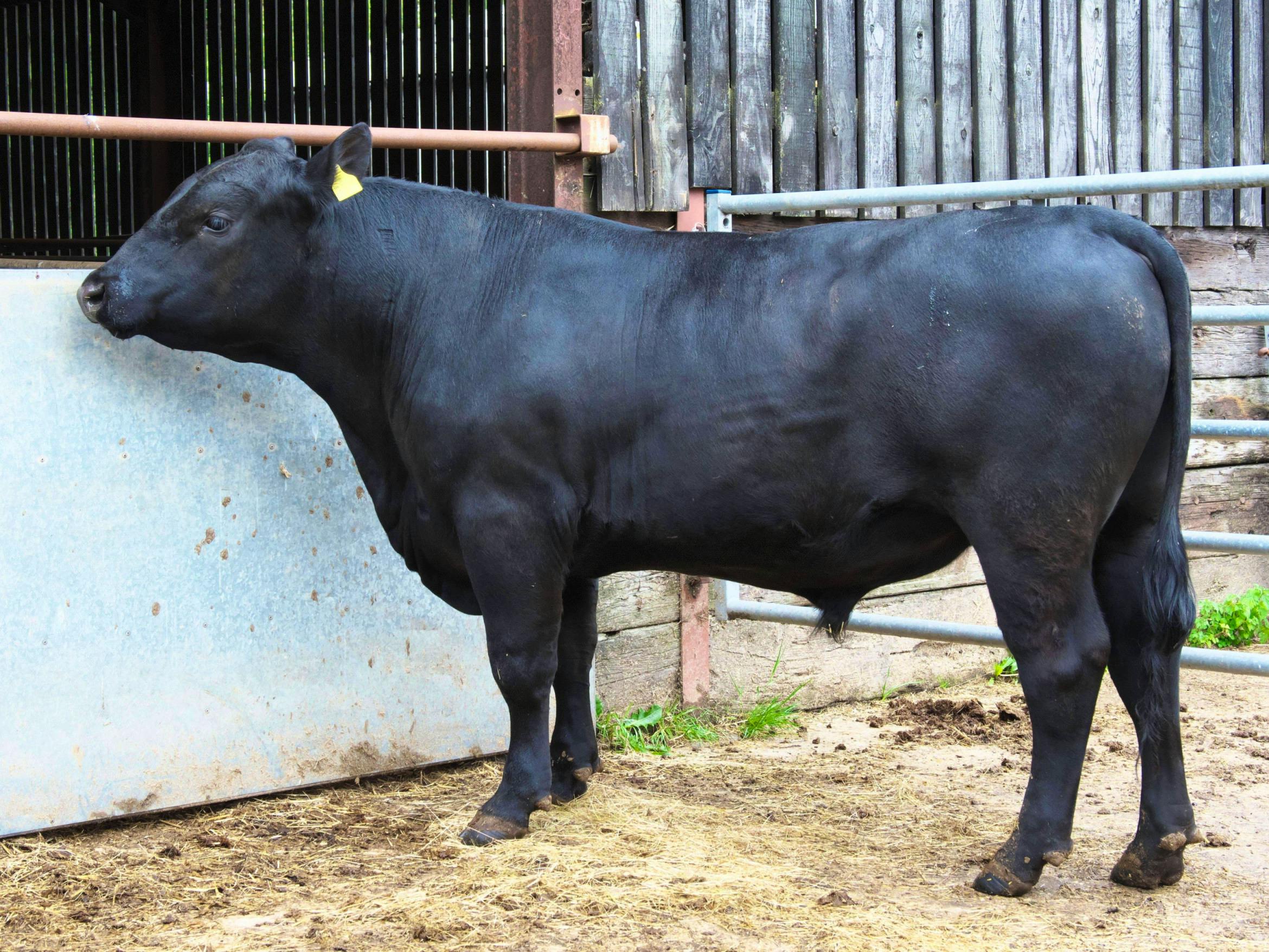 4 Pedigree Aberdeen Angus Breeding Young Bulls | SellMyLivestock - The ...
