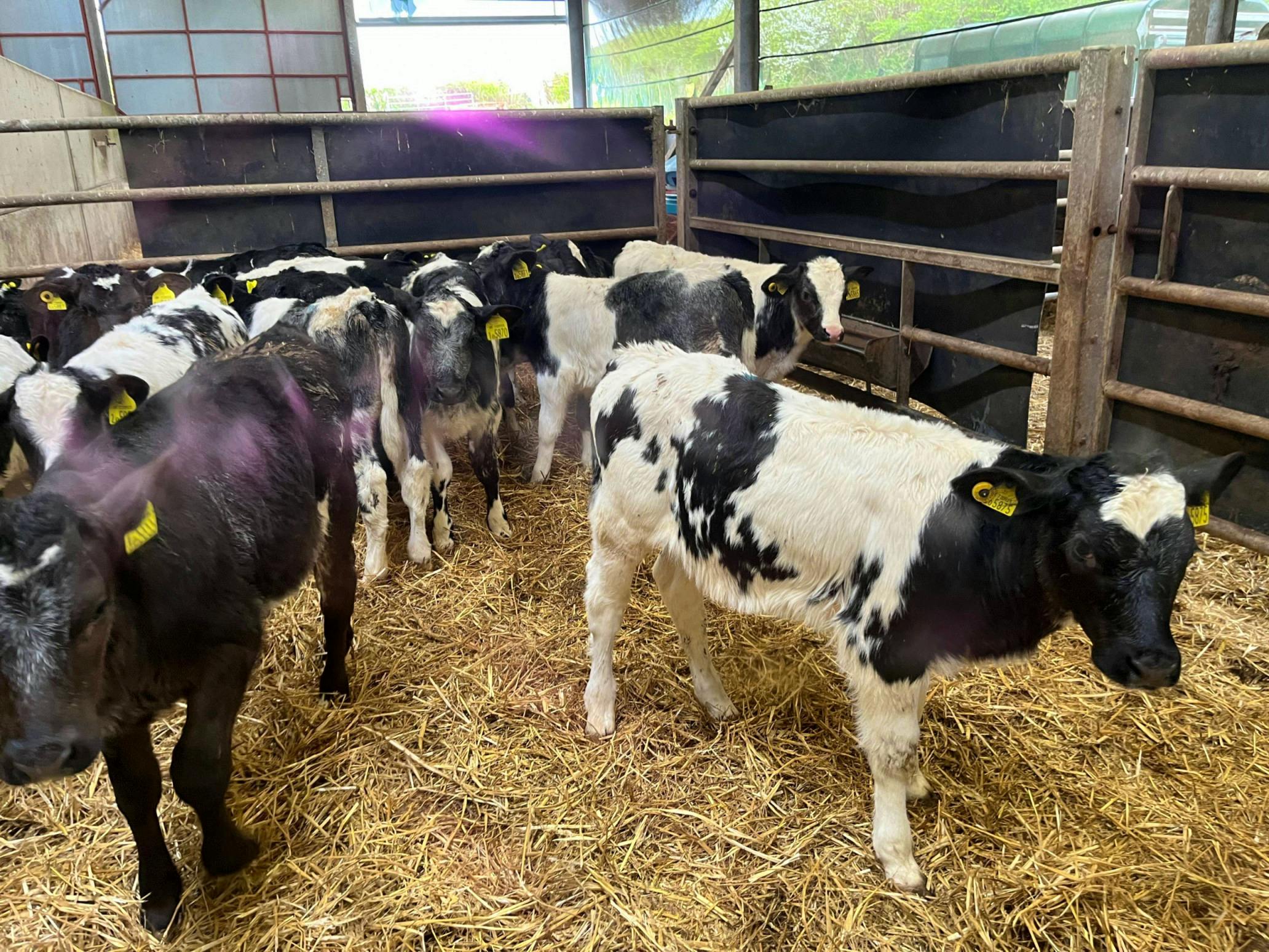 50 British Blue Cross Calves | SellMyLivestock - The Online Livestock ...