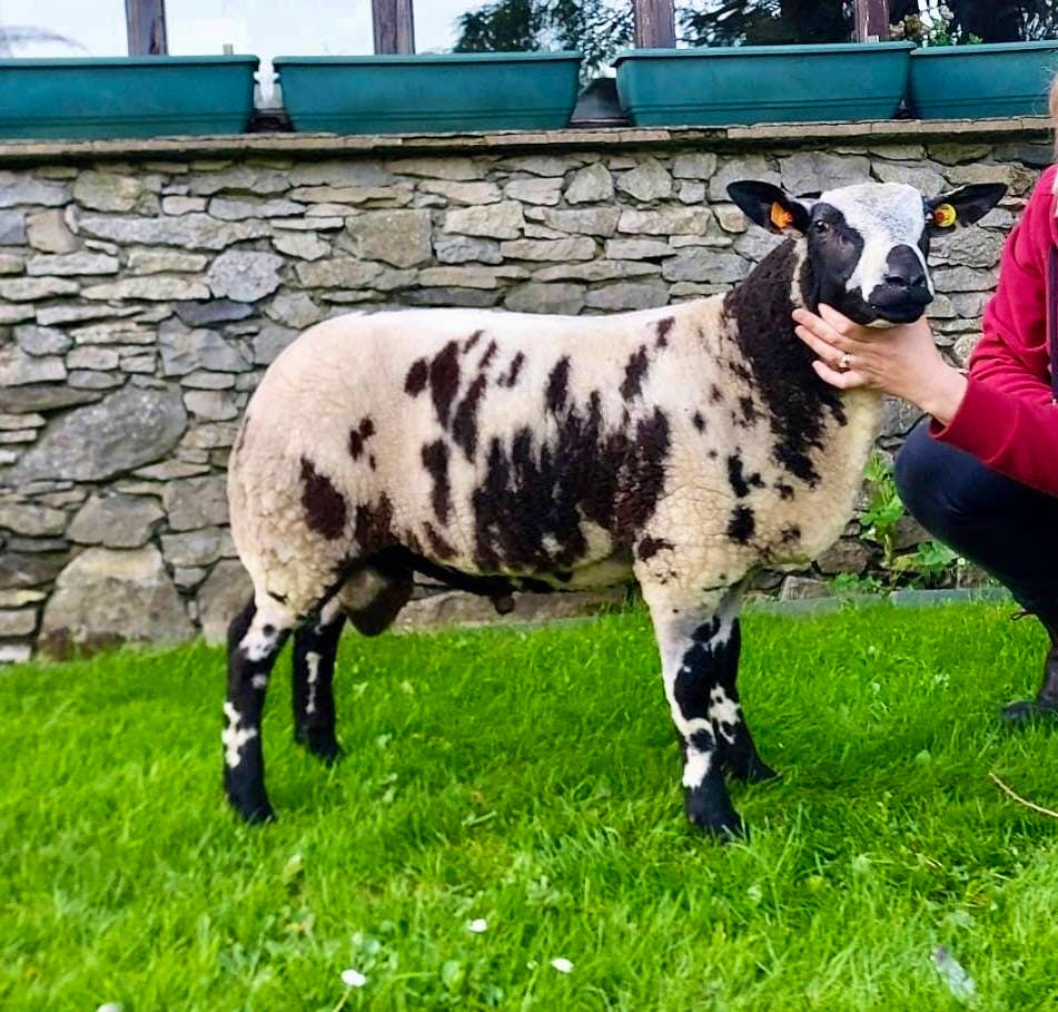 2 Pedigree Dutch Spotted Breeding Rams, Lambs | SellMyLivestock - The ...