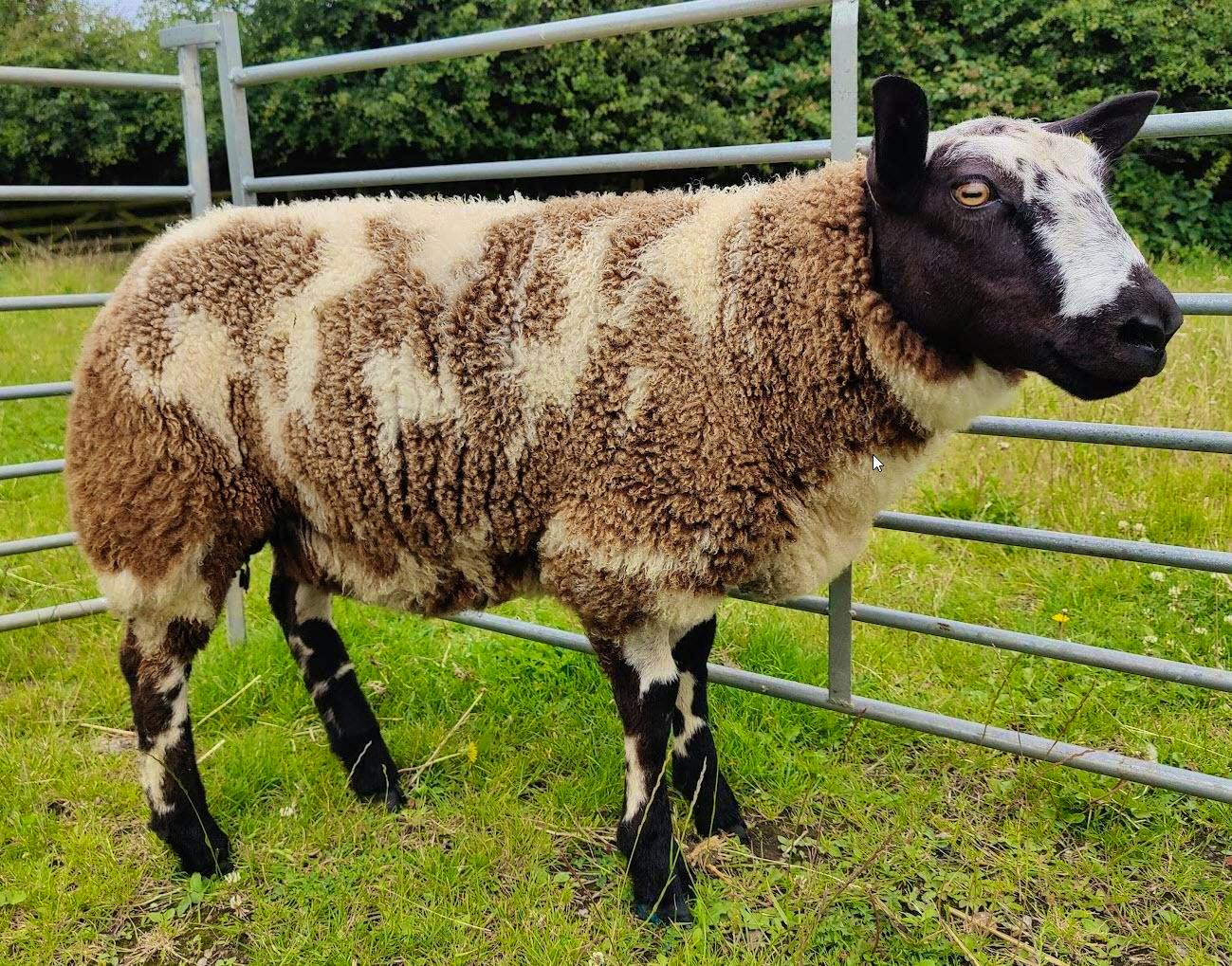 1 Pedigree Dutch Spotted Breeding Ram, Lamb | SellMyLivestock - The ...