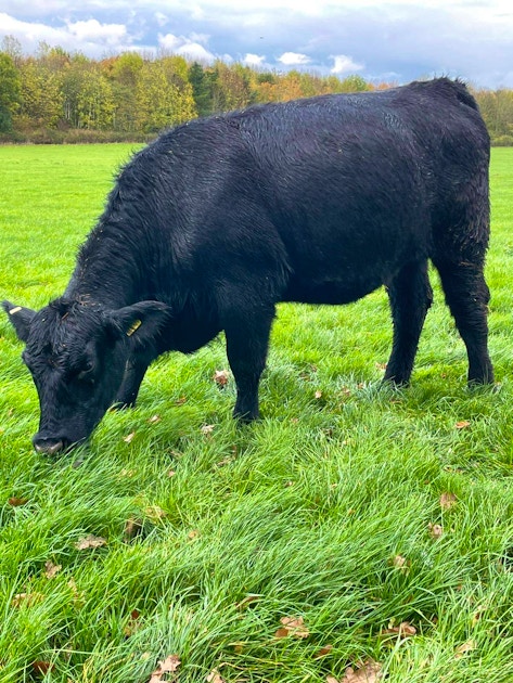 12 Pedigree Aberdeen Angus Breeding Heifers | SellMyLivestock - The ...