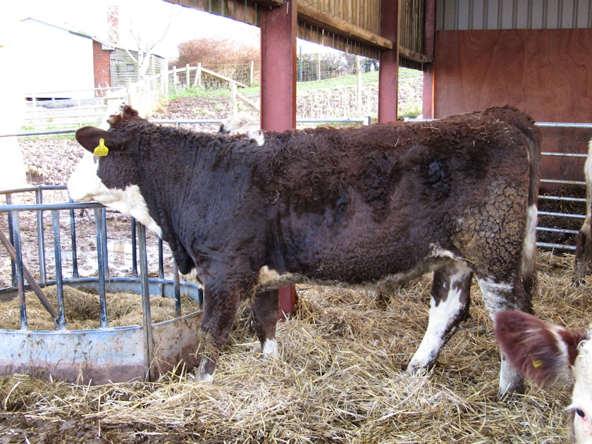 2 Simmental Cross Store Heifers | SellMyLivestock - The Online ...