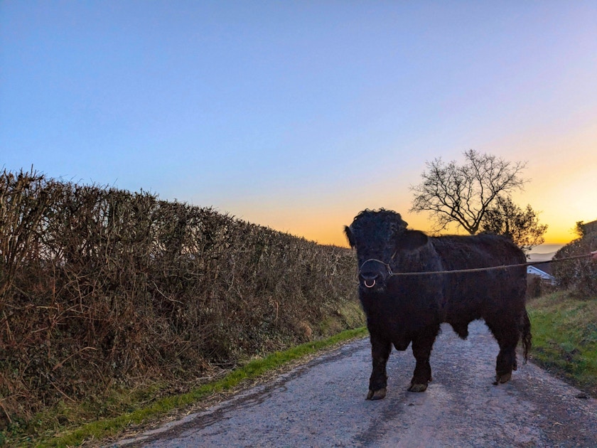 1 Pedigree Welsh Black Breeding Bull | SellMyLivestock - The Online ...