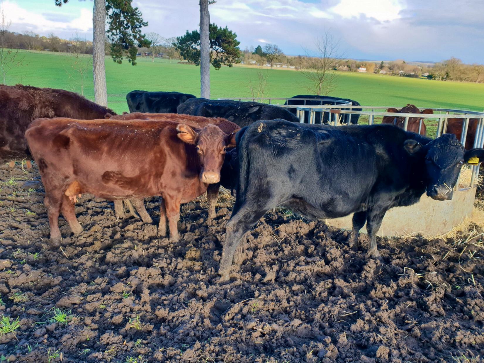 4 Red Poll, Hereford Cross Breeding Cows, Heifers, Bulls with Calves at ...