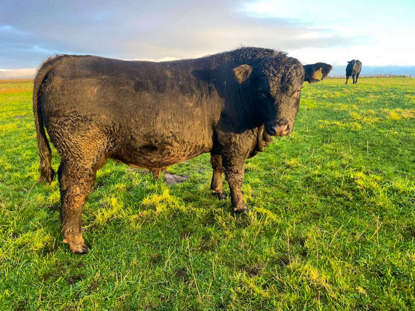 2 Pedigree Aberdeen Angus Breeding Young Bulls | SellMyLivestock - The ...