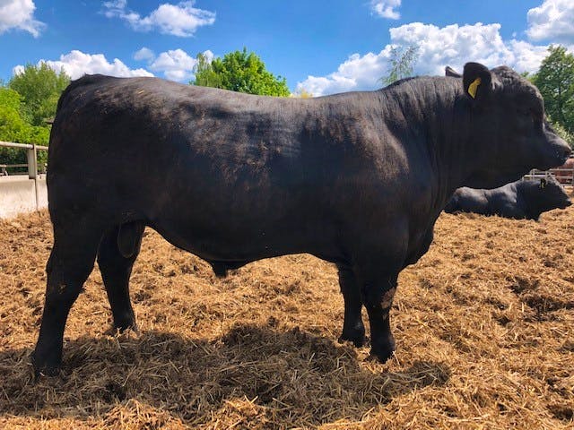 1 Pedigree Stabiliser Breeding Bull | SellMyLivestock - The Online ...
