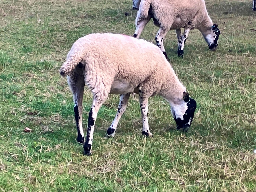 60 North of England Mule Cross Breeding Shearlings | SellMyLivestock ...