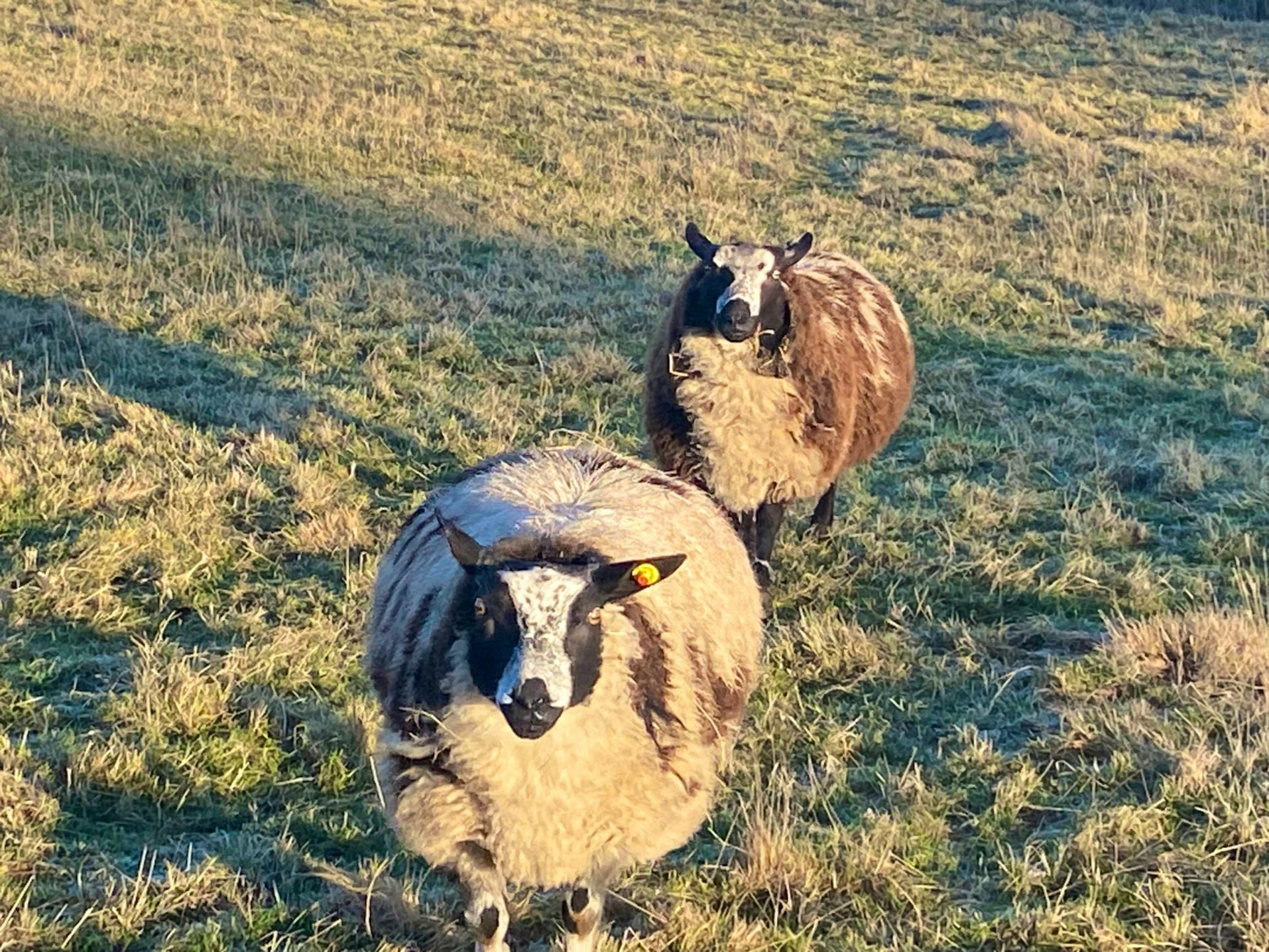 4 Pedigree Dutch Spotted Breeding Lambs | SellMyLivestock - The Online ...