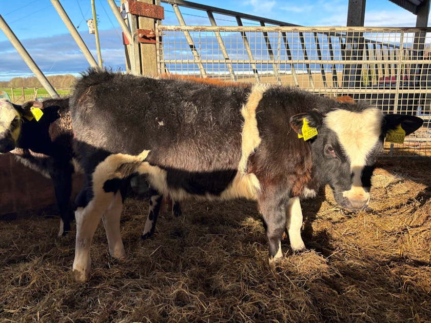 68 British Blue Cross Calves | SellMyLivestock - The Online Livestock ...