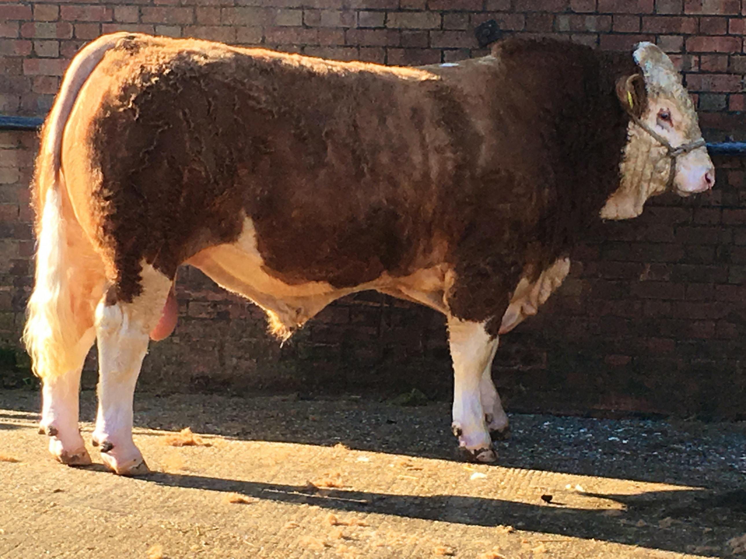 1 Simmental Breeding Bull | SellMyLivestock - The Online Livestock ...