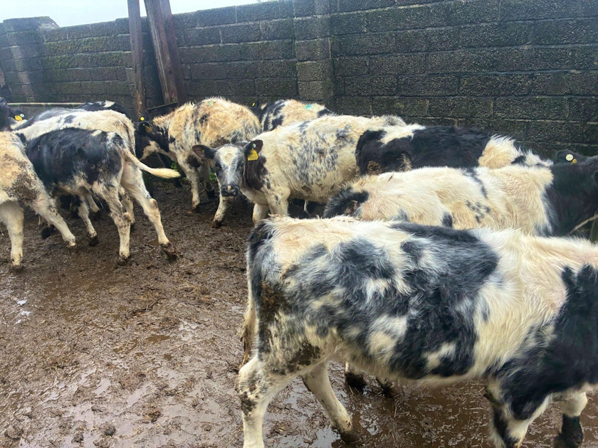25 British Blue Cross Calves | SellMyLivestock - The Online Livestock ...