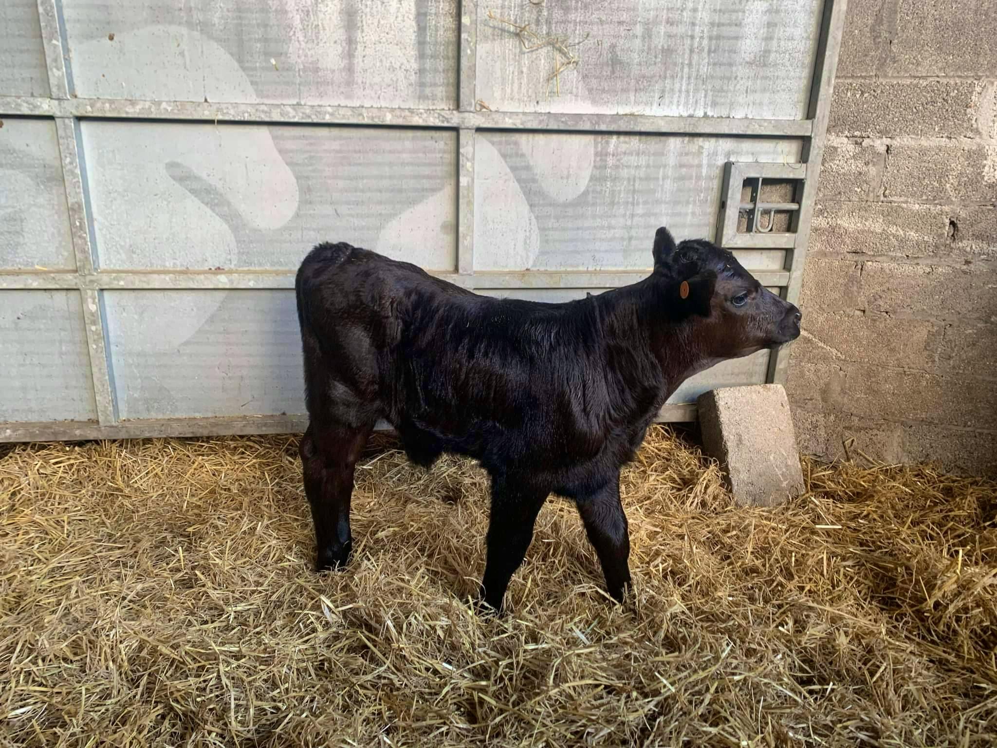 15 Hereford, Aberdeen Angus Cross Calves | SellMyLivestock - The Online ...