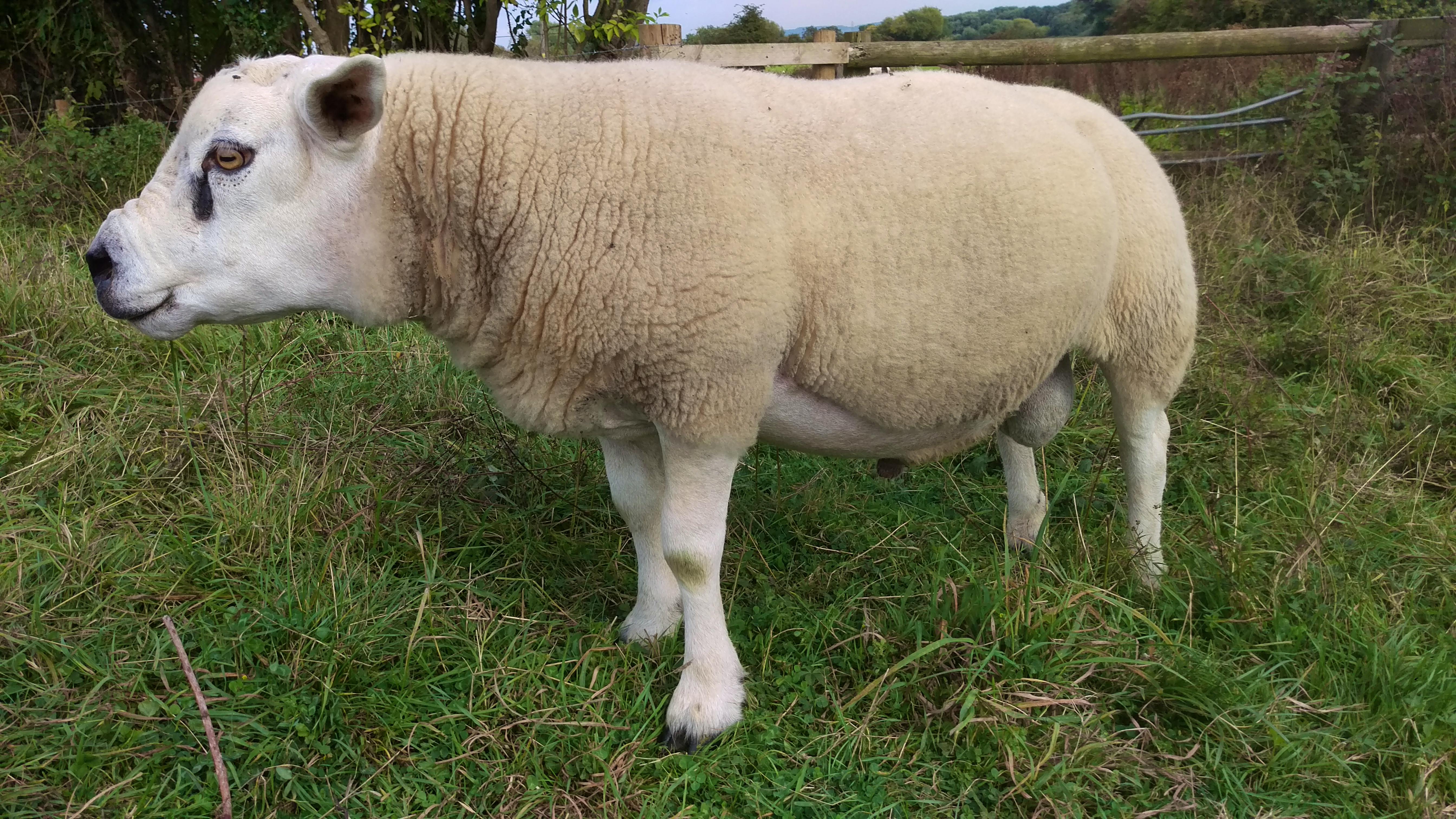 2 Pedigree Texel Breeding Rams | SellMyLivestock - The Online Livestock ...