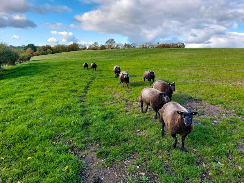 7 Blue Texel In-Lamb Breeding Ewes | SellMyLivestock - The Online ...