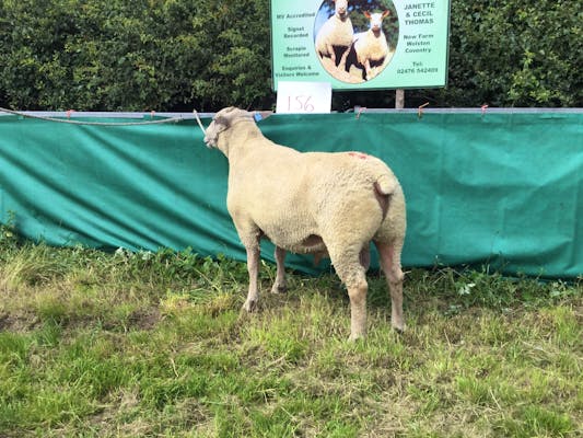 Sheep | SellMyLivestock - The Online Livestock Marketplace