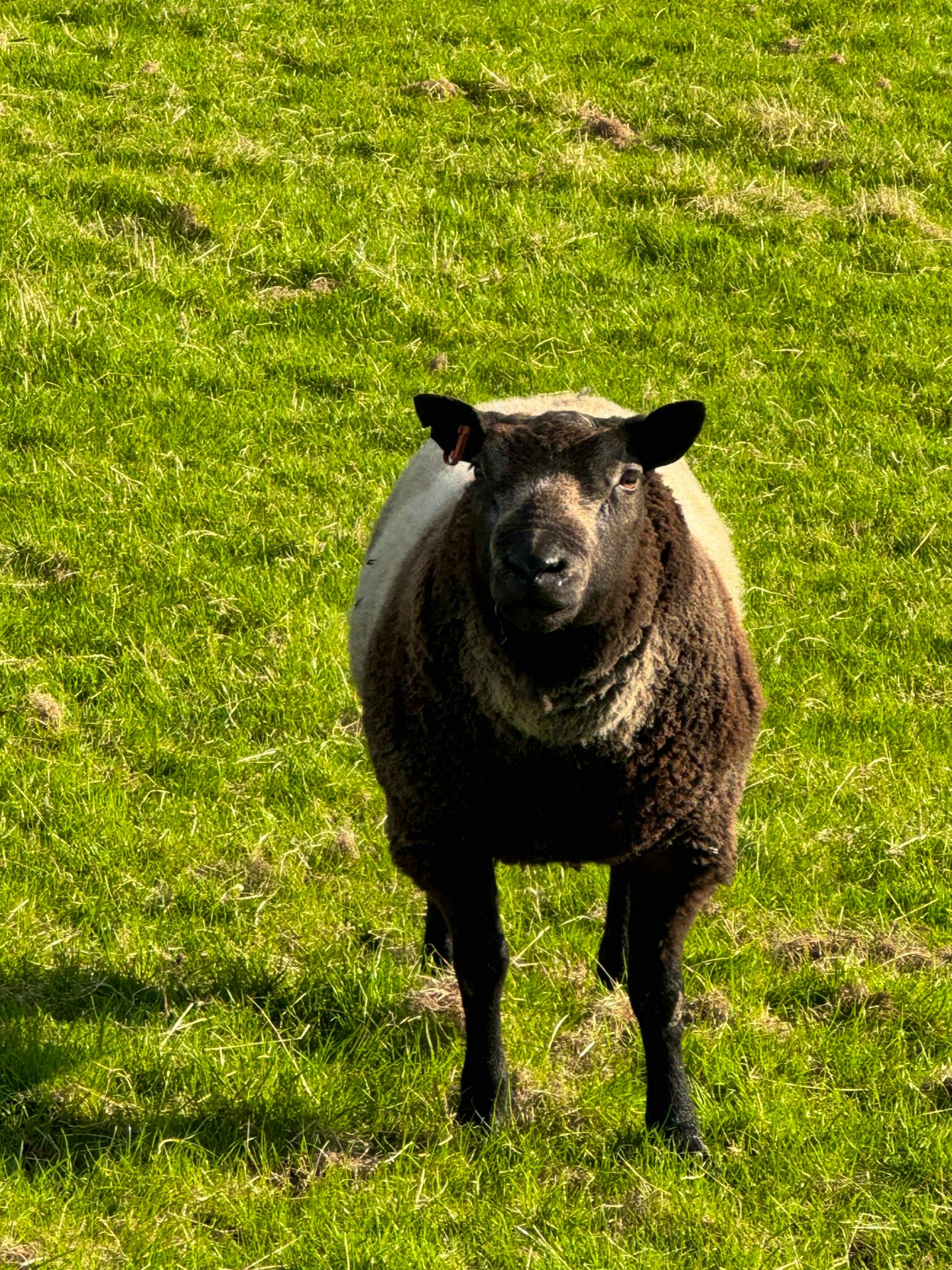 1 Blue Texel Breeding Shearling | SellMyLivestock - The Online ...