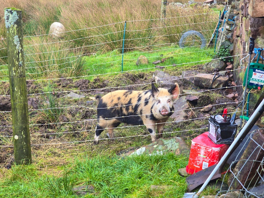 1 Oxford Sandy and Black, Kunekune, Saddleback Breeding, Growing Gilt ...