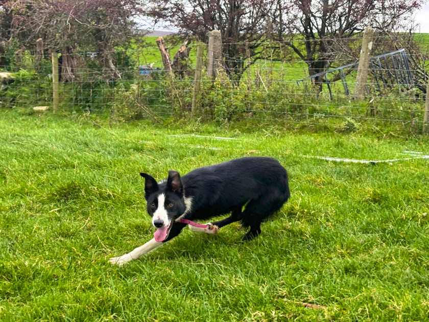 1 Registered Border Collie (Female) | SellMyLivestock - The Online ...