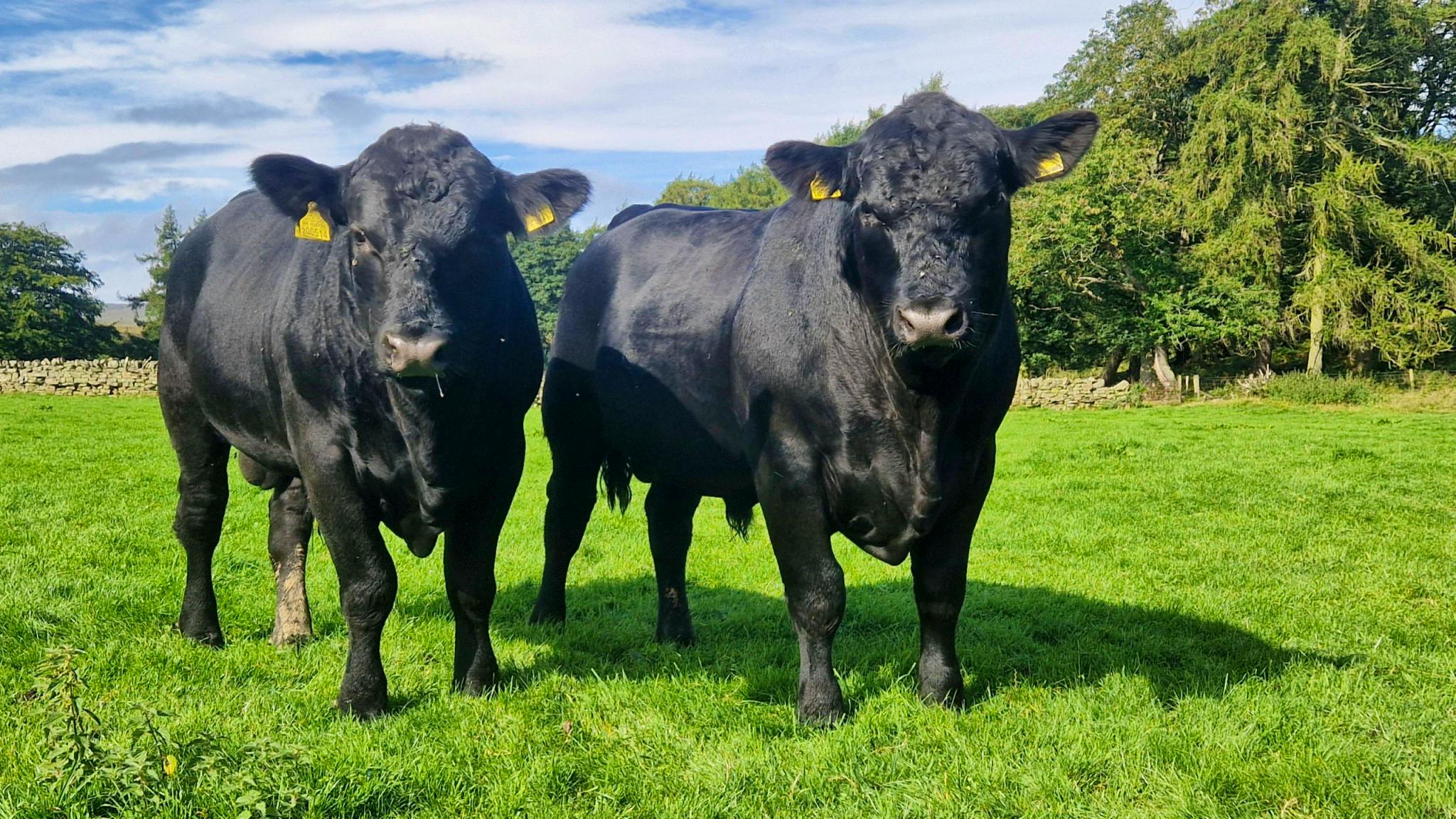 2 Pedigree Aberdeen Angus Breeding Young Bulls, Bulls | SellMyLivestock ...