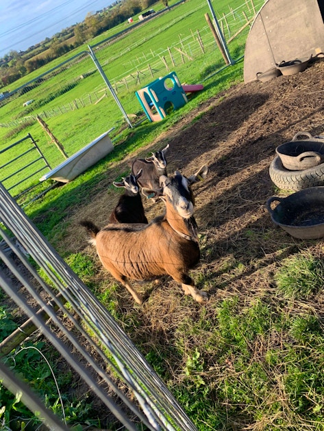 2 Pygmy Breeding Kids, Does | SellMyLivestock - The Online Livestock ...