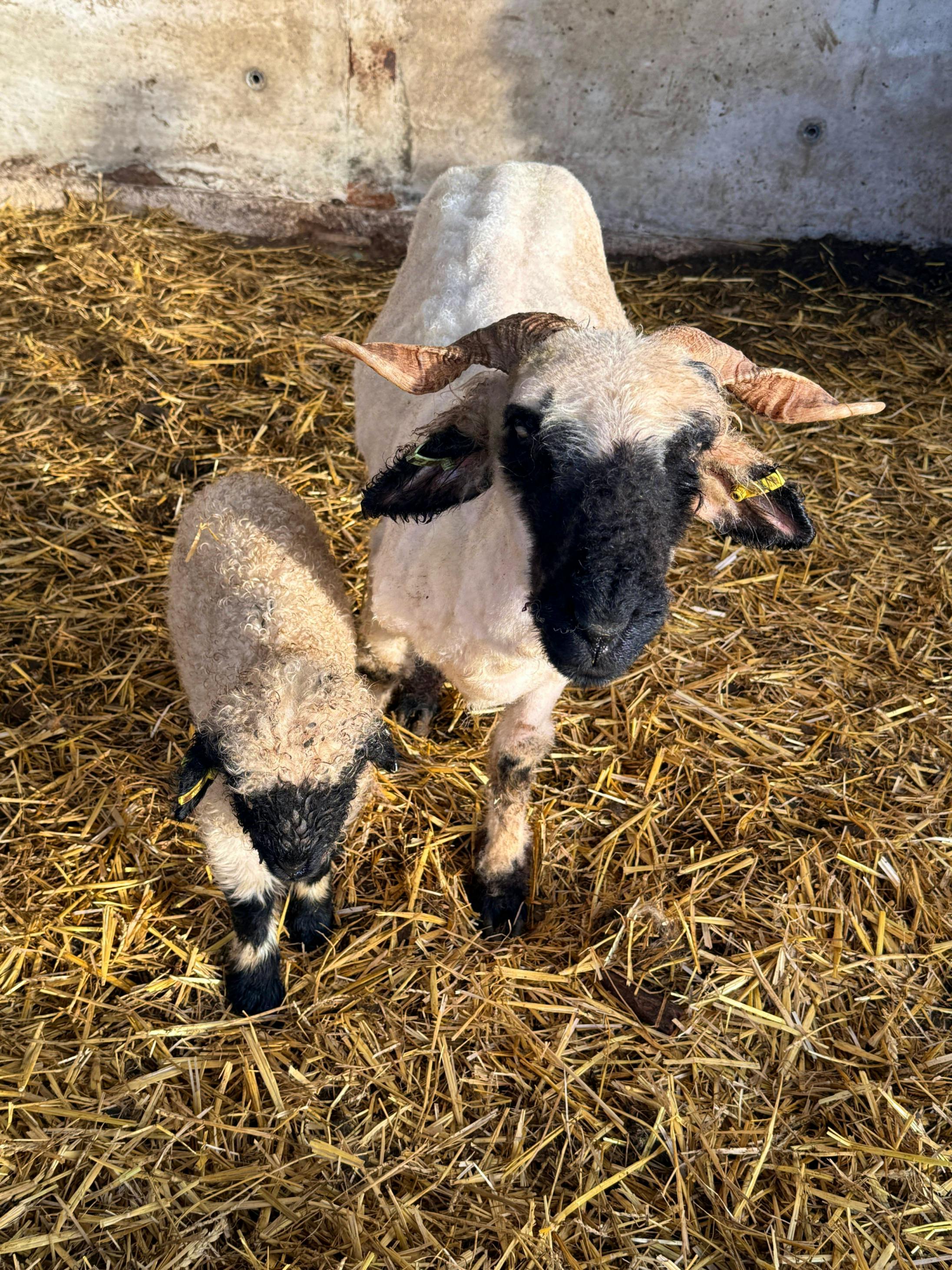 20 Pedigree Valais Blacknose Breeding Ewes, Lambs | SellMyLivestock - The Online Livestock ...