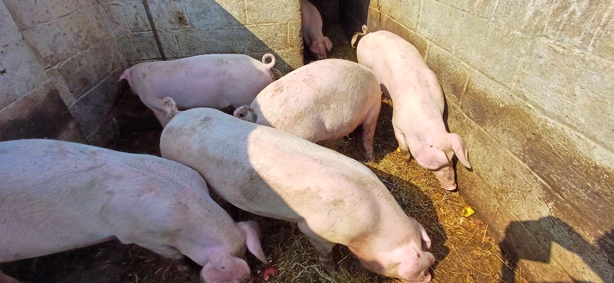 6 Pedigree British Landrace Breeding Gilts | SellMyLivestock - The ...