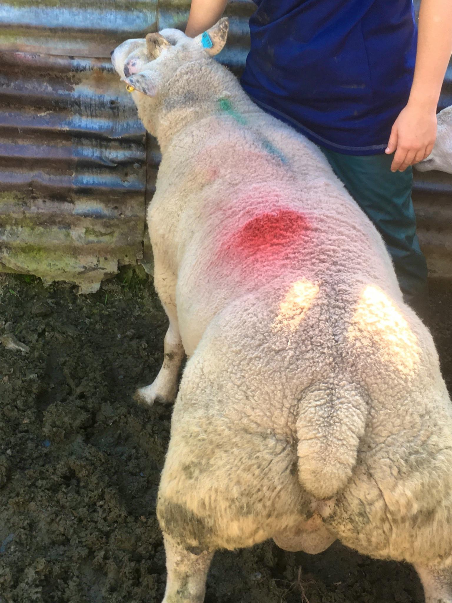 1 Abermax Breeding Ram | SellMyLivestock - The Online Livestock Marketplace