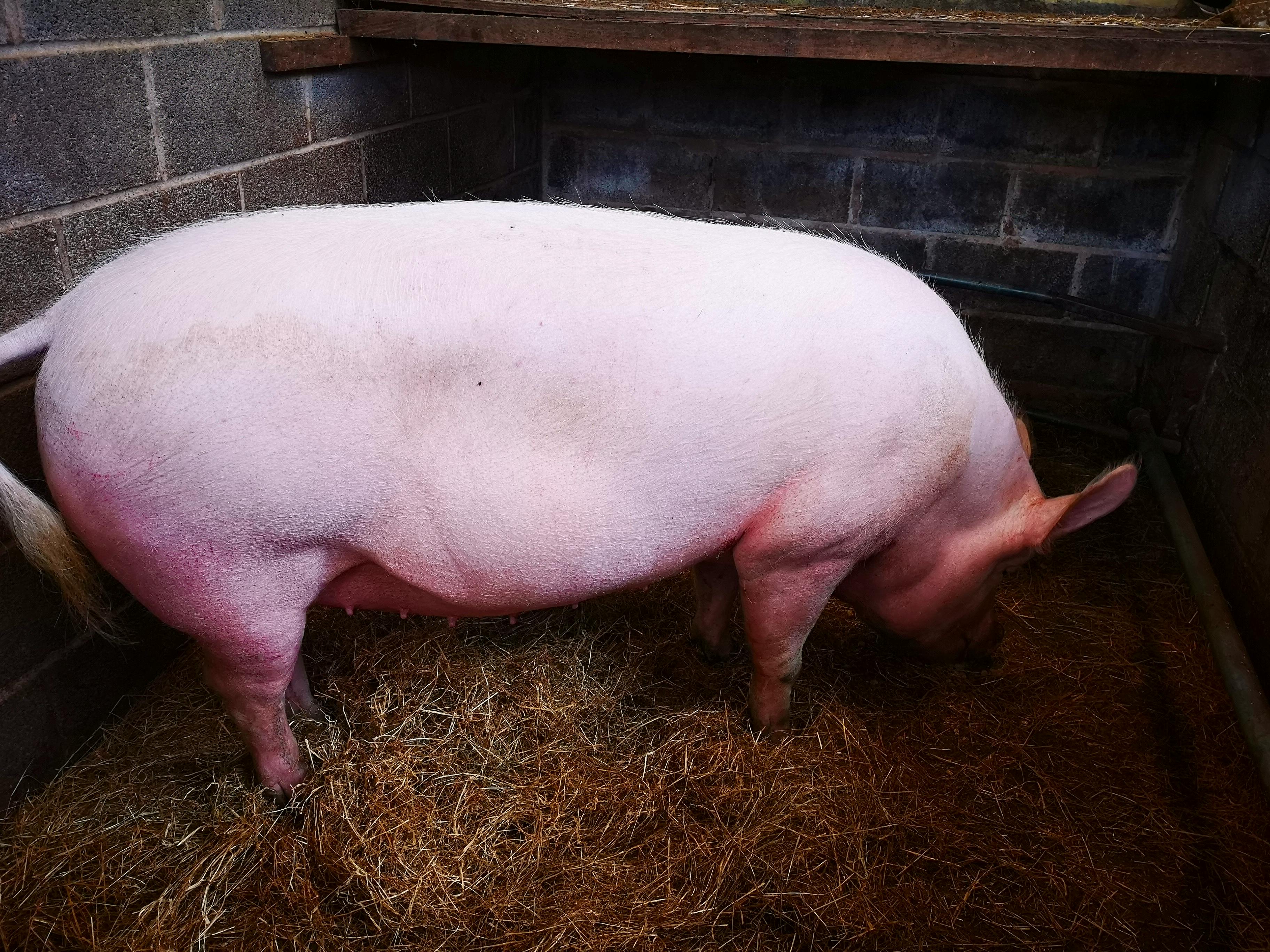 1 Pedigree Large White Breeding Sow | SellMyLivestock - The Online ...