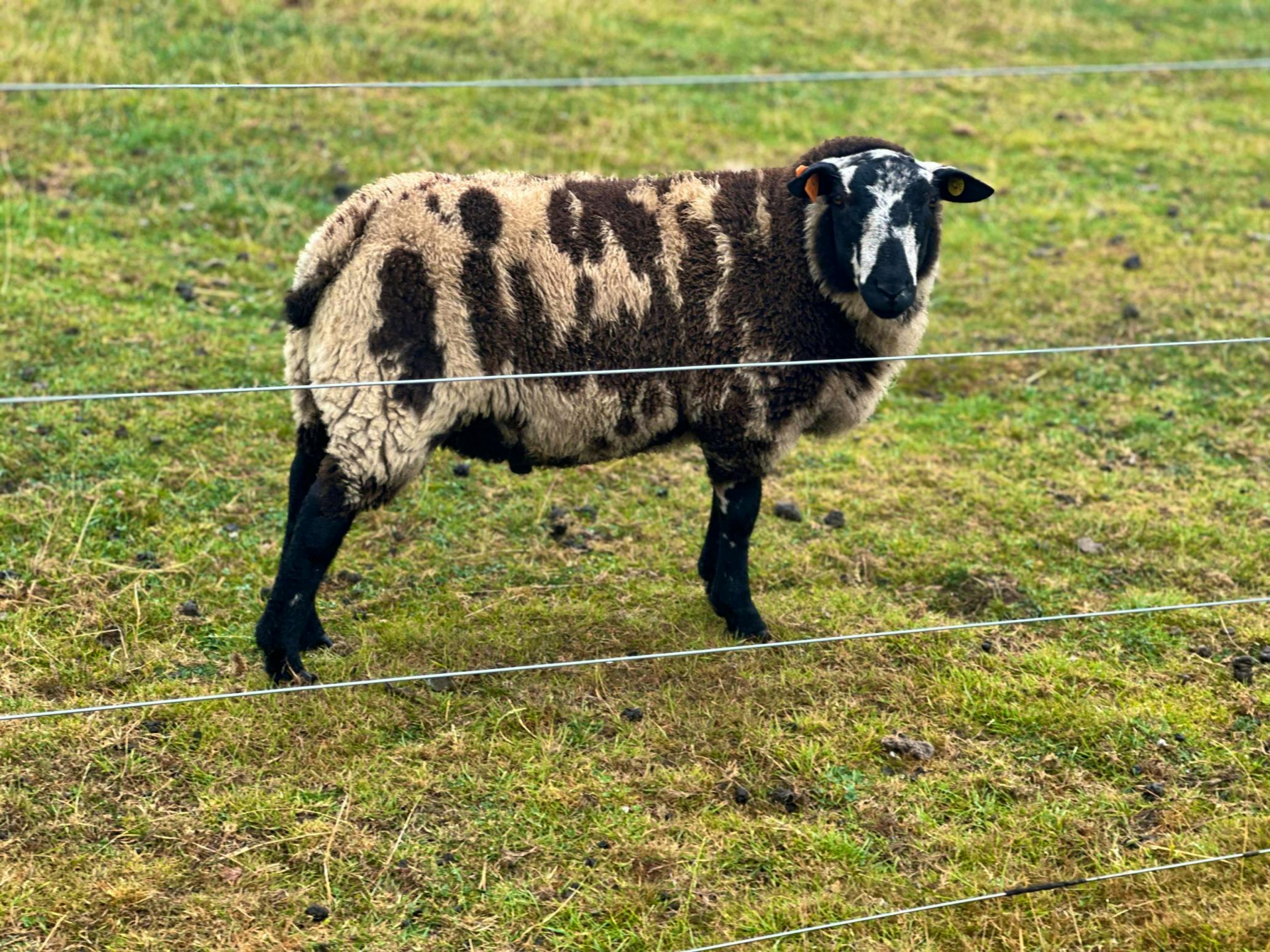 1 Pedigree Dutch Spotted Breeding Ram, Lamb | SellMyLivestock - The ...