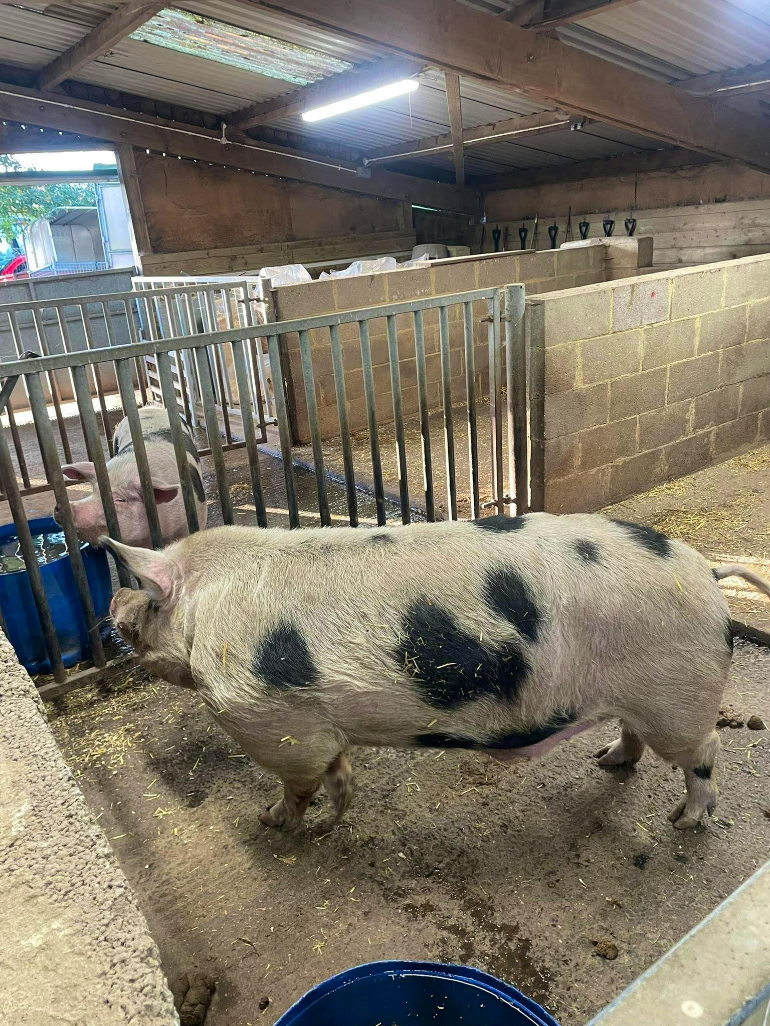 1 Gloucestershire Old Spot Breeding Boar | SellMyLivestock - The Online ...