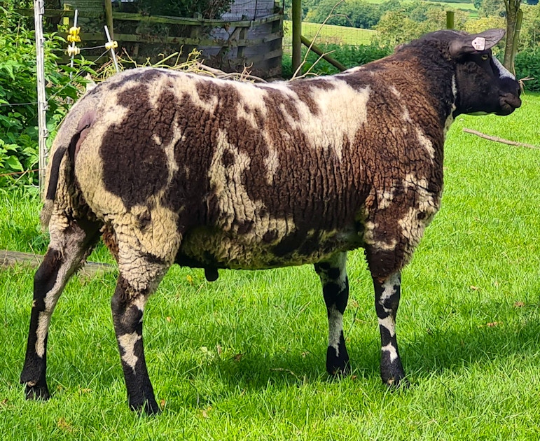 1 Pedigree Dutch Spotted Breeding Shearling, Ram | SellMyLivestock ...