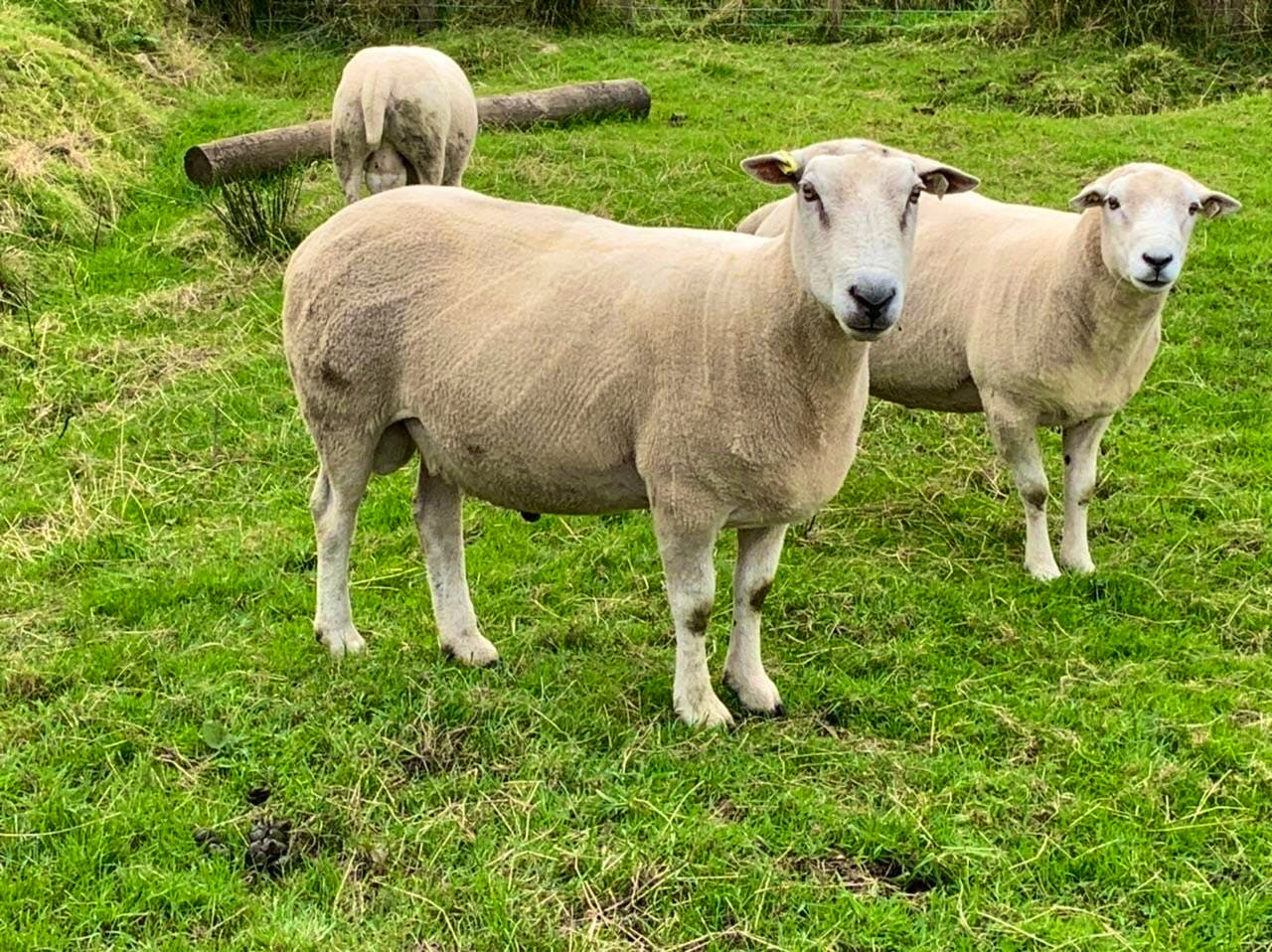 1 Lleyn Breeding Ram | SellMyLivestock - The Online Livestock Marketplace