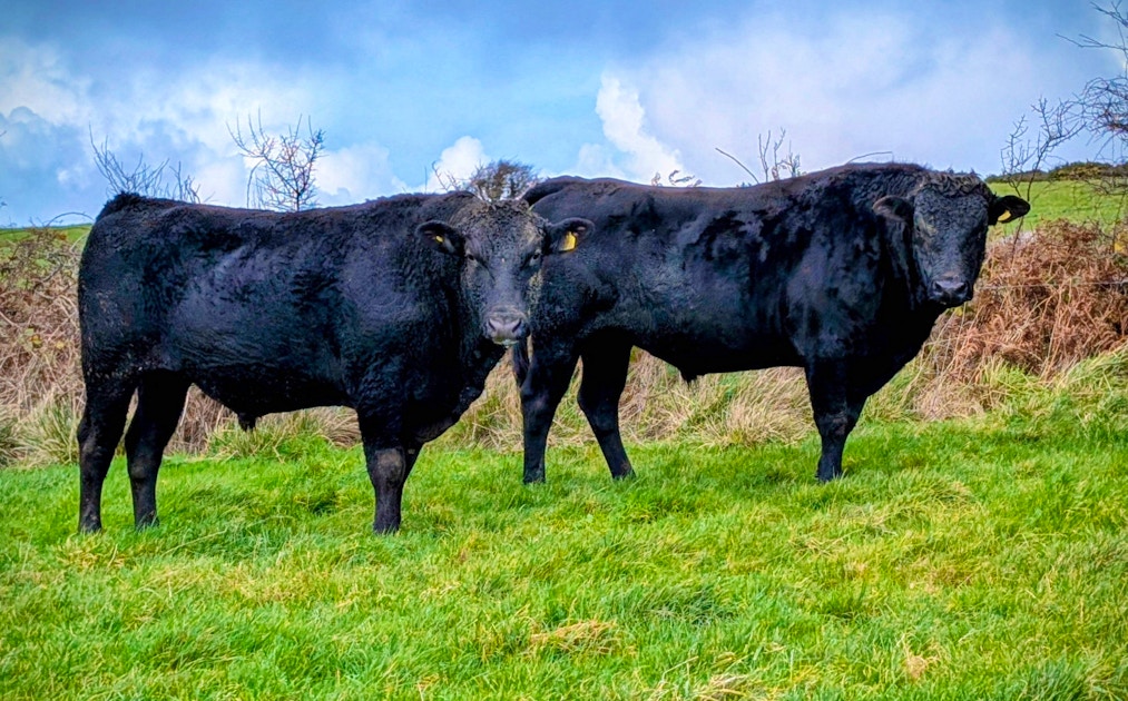 2 Wagyu Breeding Bulls | SellMyLivestock - The Online Livestock Marketplace