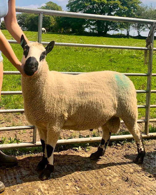 1 Pedigree Kerry Hill Breeding Ram | SellMyLivestock - The Online ...