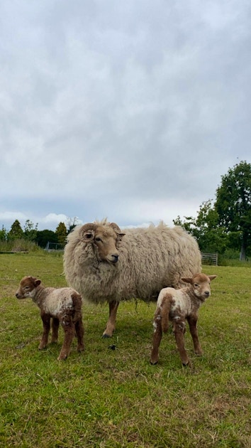 21 Pedigree Portland Breeding Ewes, Lambs, Rams with Lambs at Foot ...