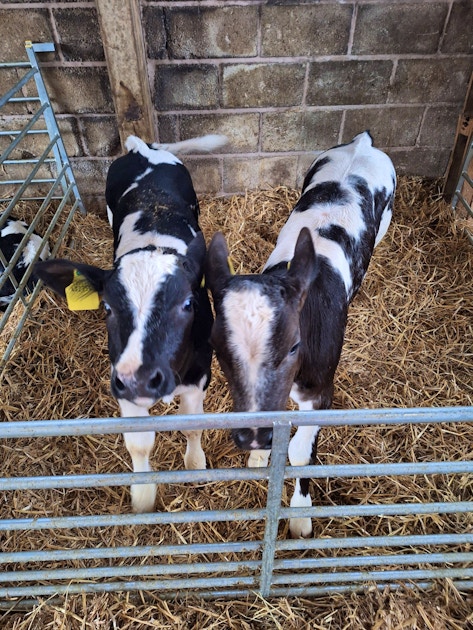 2 British Blue Cross Calves | SellMyLivestock - The Online Livestock ...