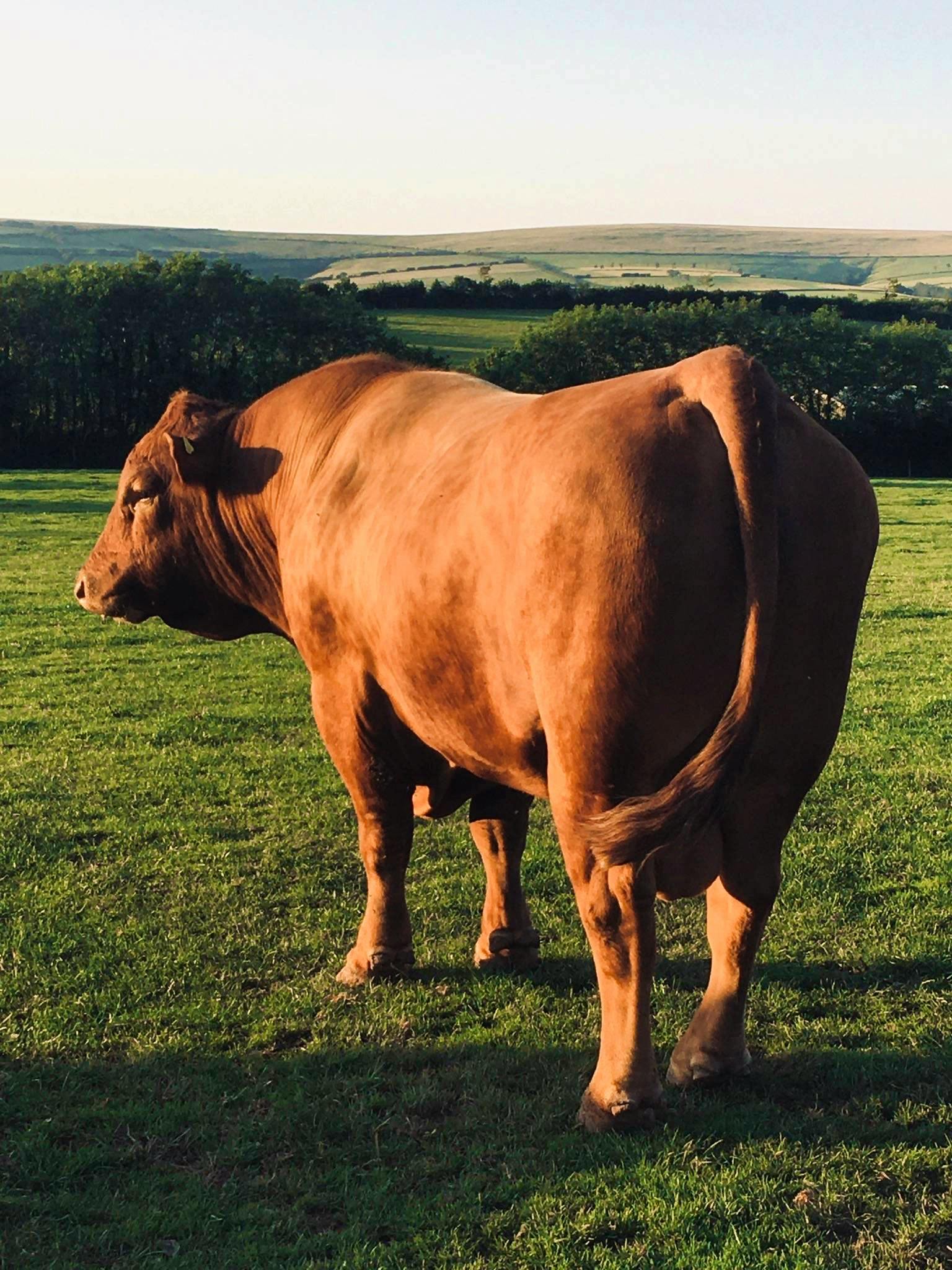 1 Pedigree Stabiliser Breeding Bull | SellMyLivestock - The Online ...