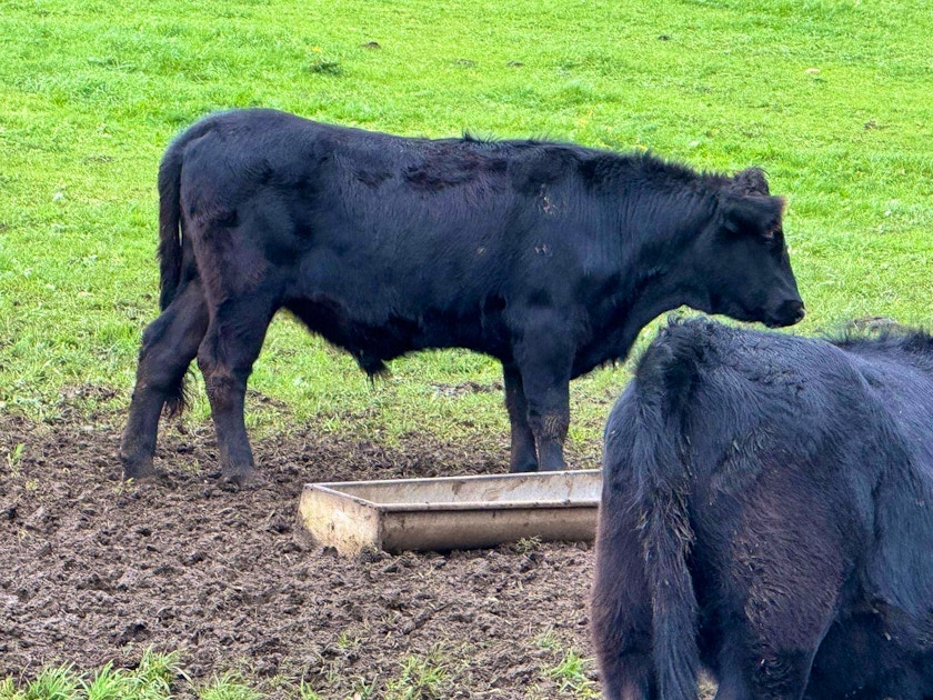 10 Dexter Store Steers | SellMyLivestock - The Online Livestock Marketplace