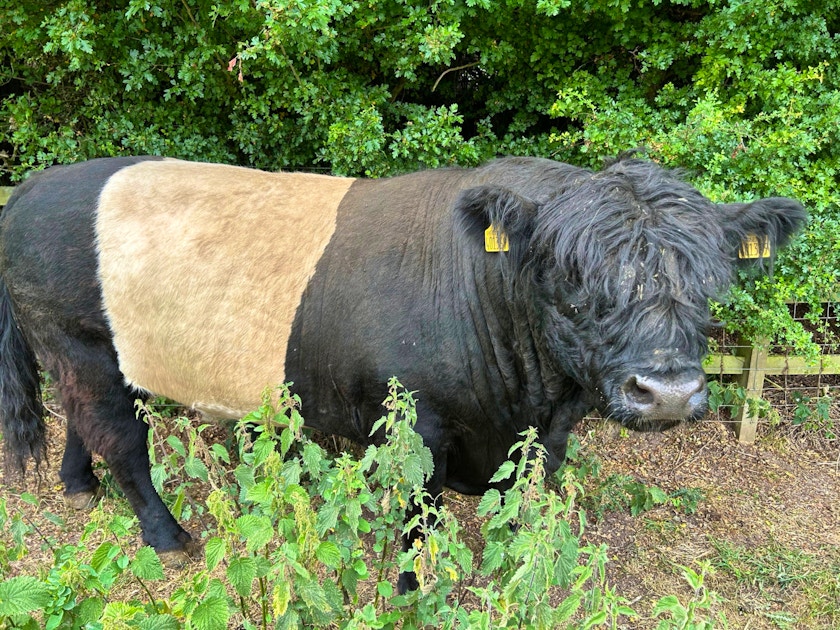 1 Pedigree Belted Galloway Breeding Bull | SellMyLivestock - The Online ...