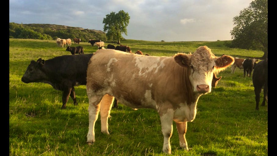 40 Limousin, Simmental Cross Breeding, Store Heifers | SellMyLivestock ...