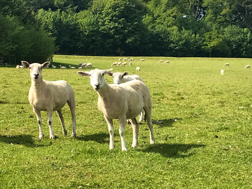 200 Organic Welsh Mule, Texel, Suffolk, Scotch Mule, Scotch Halfbred ...