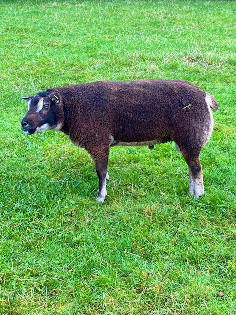 1 Pedigree Badger Face Texel Breeding Shearling, Ram | SellMyLivestock ...