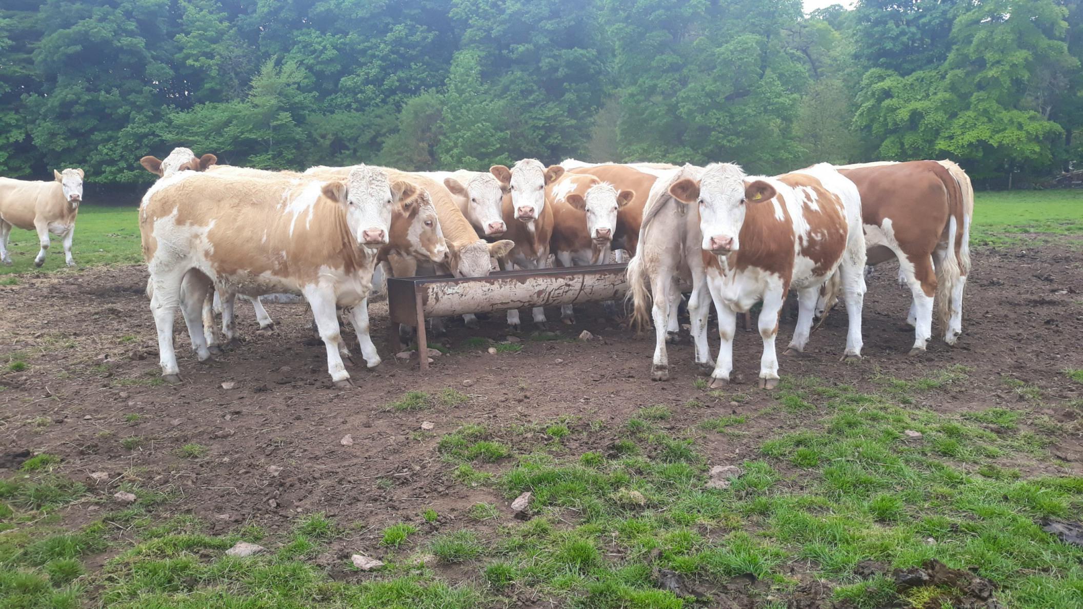 25 Simmental Cross In-Calf Breeding Heifers | SellMyLivestock - The ...