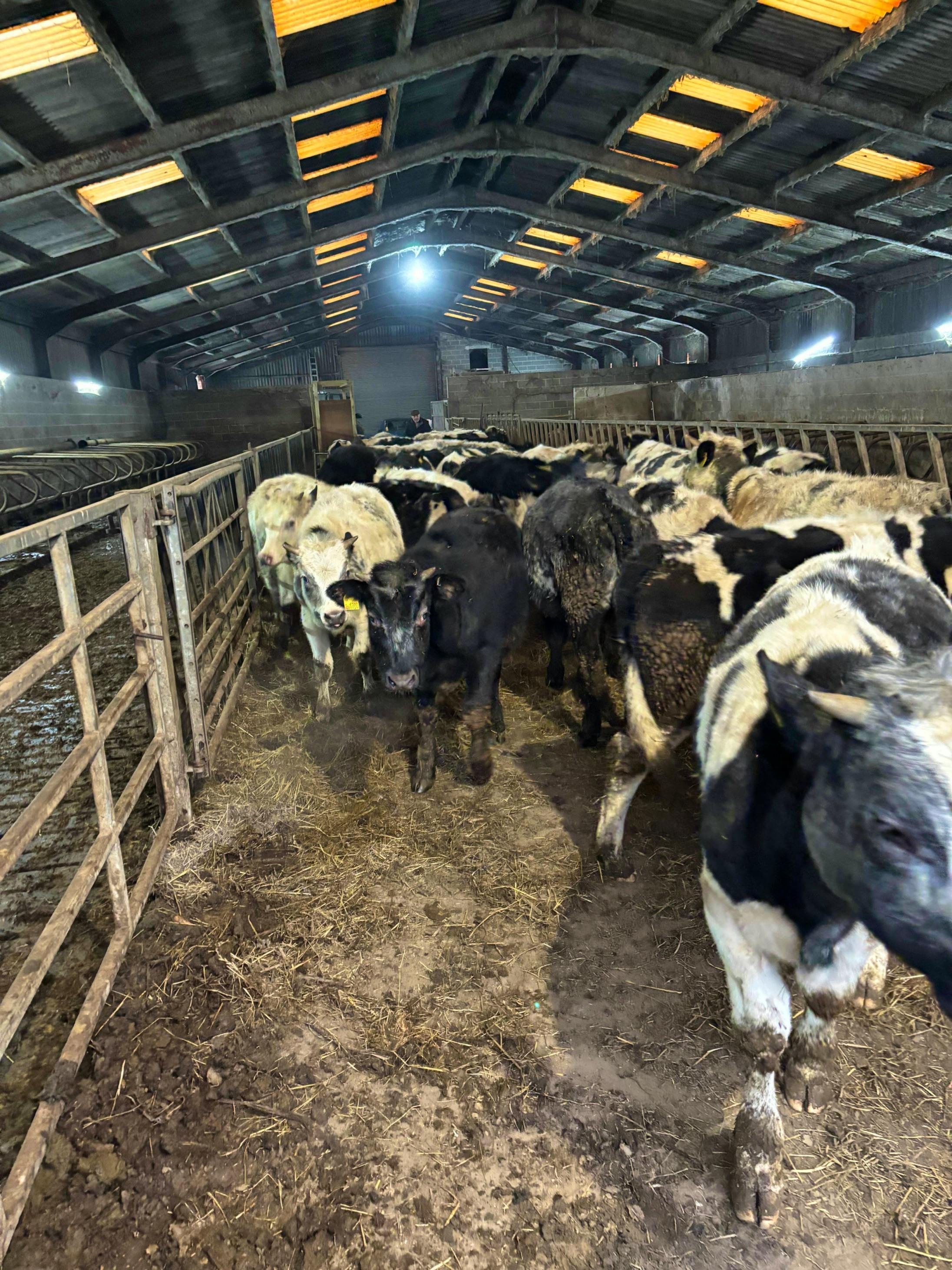 35 British Blue Cross Store Steers | SellMyLivestock - The Online ...