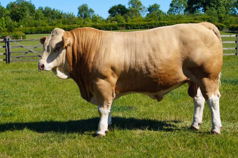 2 Pedigree Simmental Breeding Bulls | SellMyLivestock - The Online ...