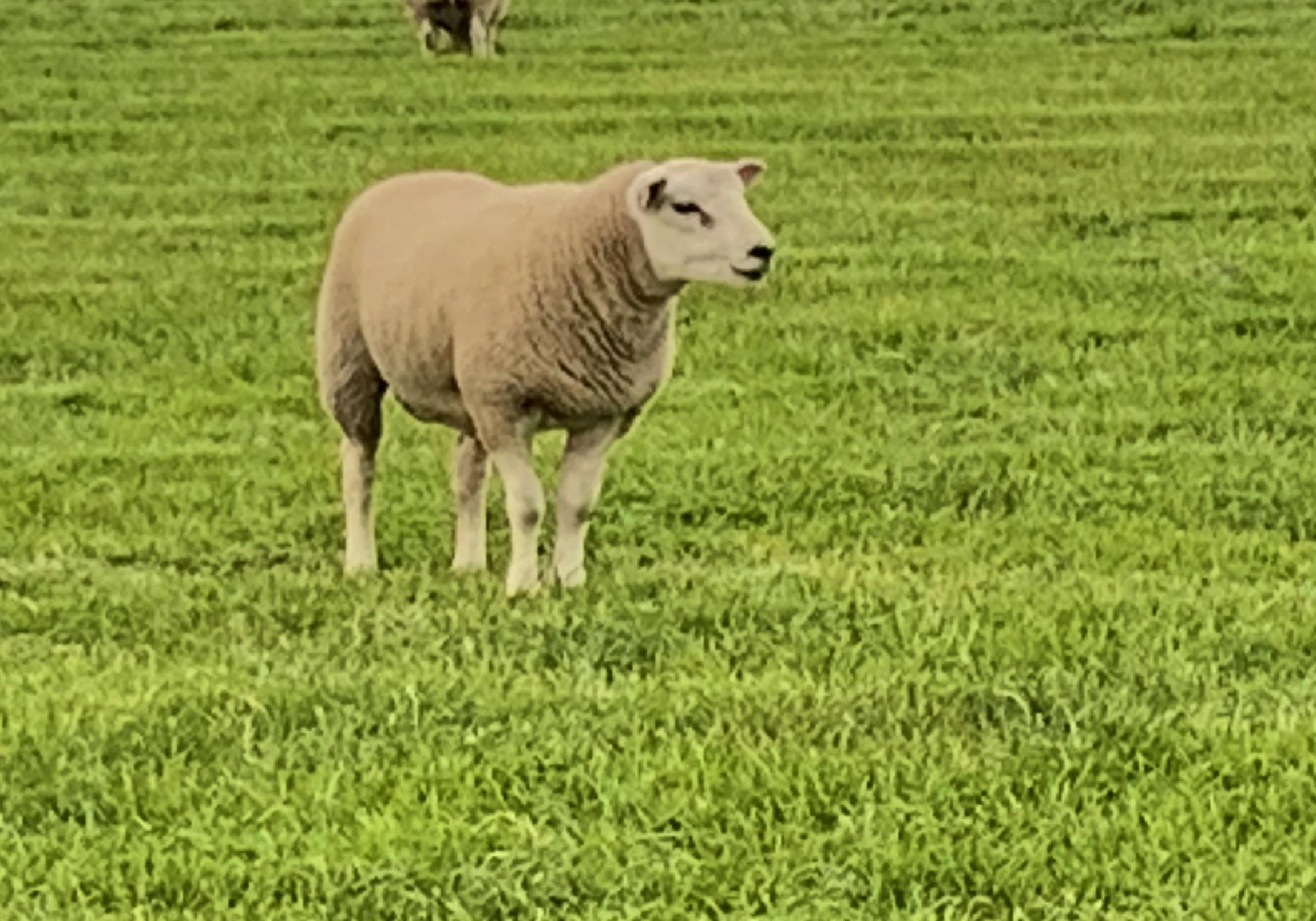 20 Texel Breeding Rams | SellMyLivestock - The Online Livestock Marketplace