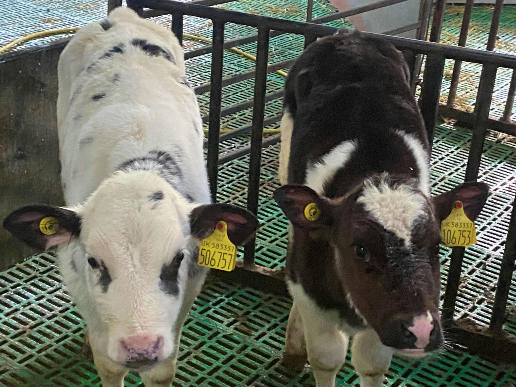 10 Aberdeen Angus, British Blue Cross Calves | SellMyLivestock - The ...